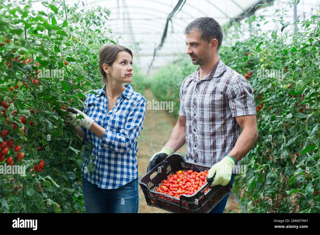 Woman picking gathering tomatoes greenhouse hi-res stock photography ...