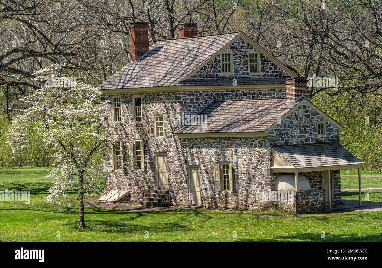Spring dogwood trees bloom near George Washington's headquarters in ...