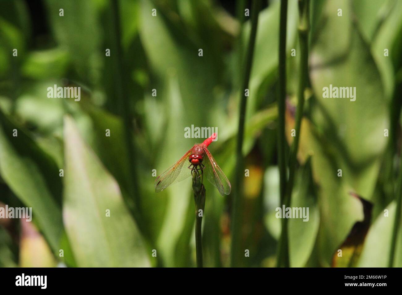 Dragon flies flying in the wild Stock Photo - Alamy