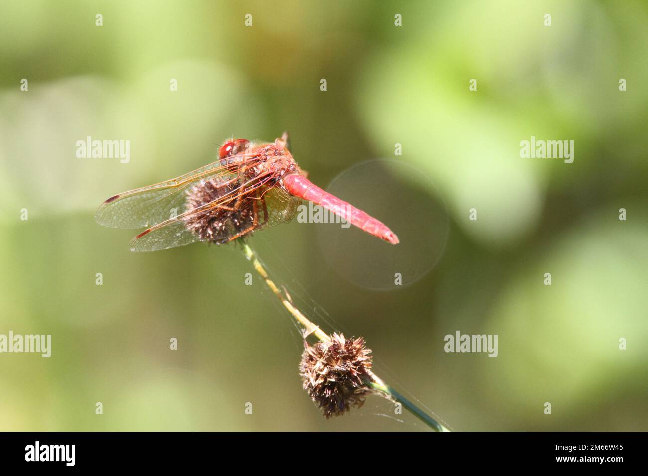 Dragon flies flying in the wild Stock Photo - Alamy
