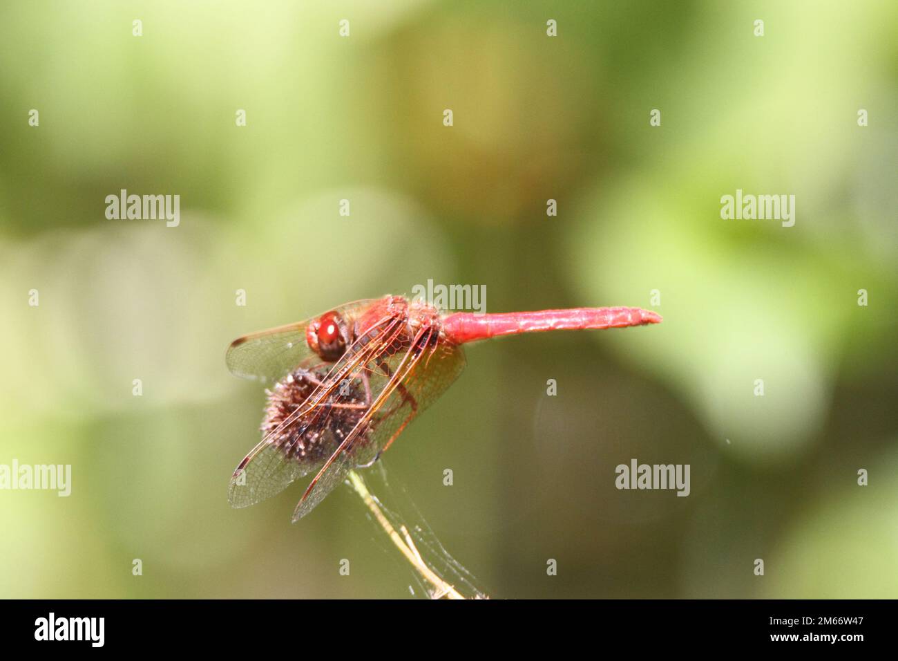 Dragon flies flying in the wild Stock Photo - Alamy