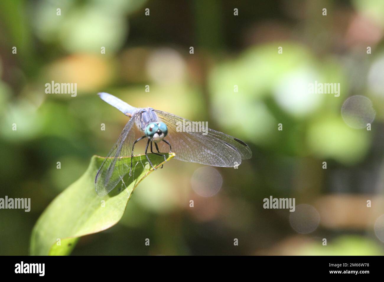 Dragon flies flying in the wild Stock Photo - Alamy