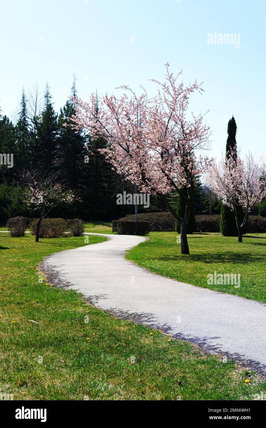 Footpath at park within grass and blossoming trees at park in spring ...