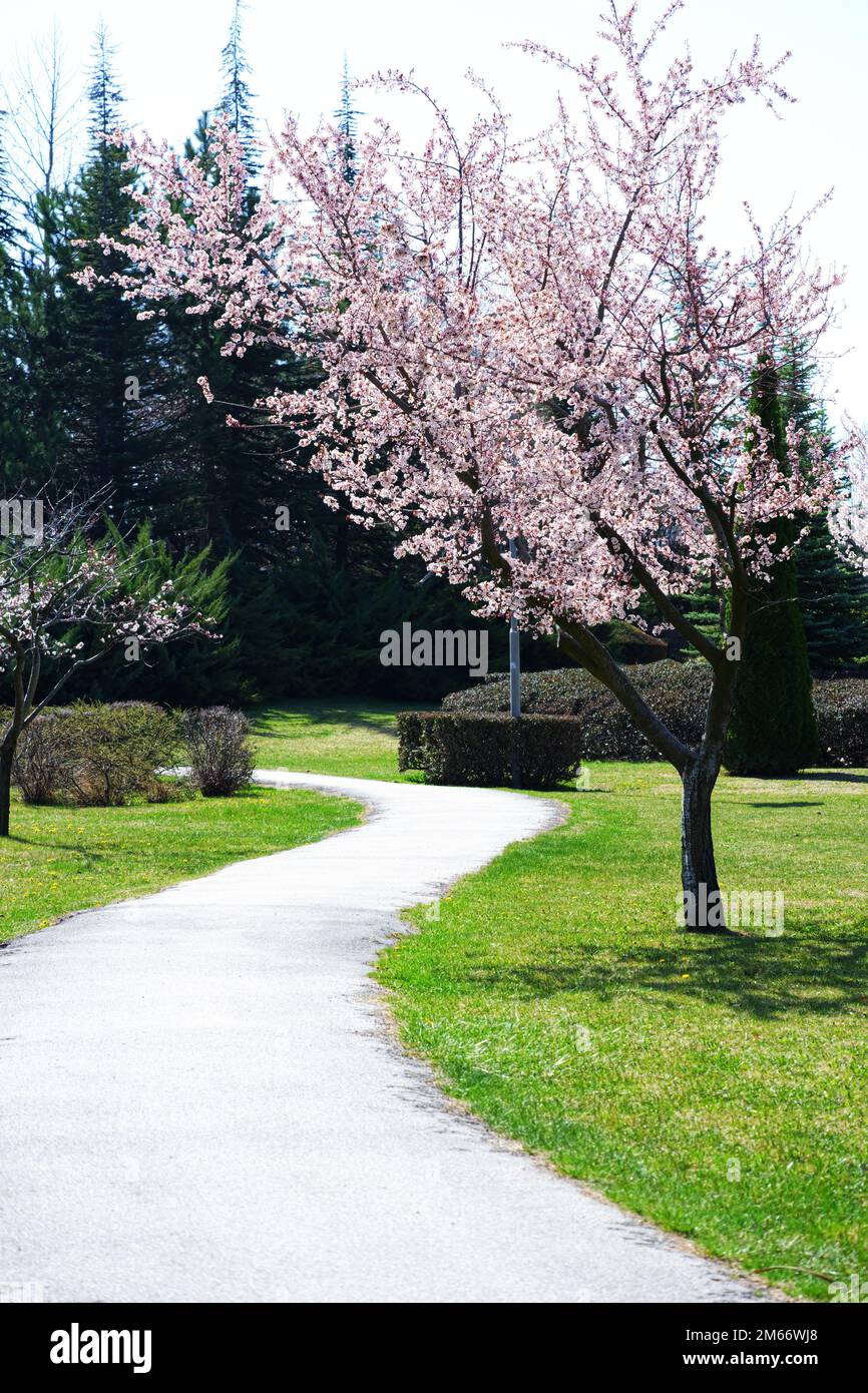 Footpath at park within grass and blossoming trees at park in spring ...