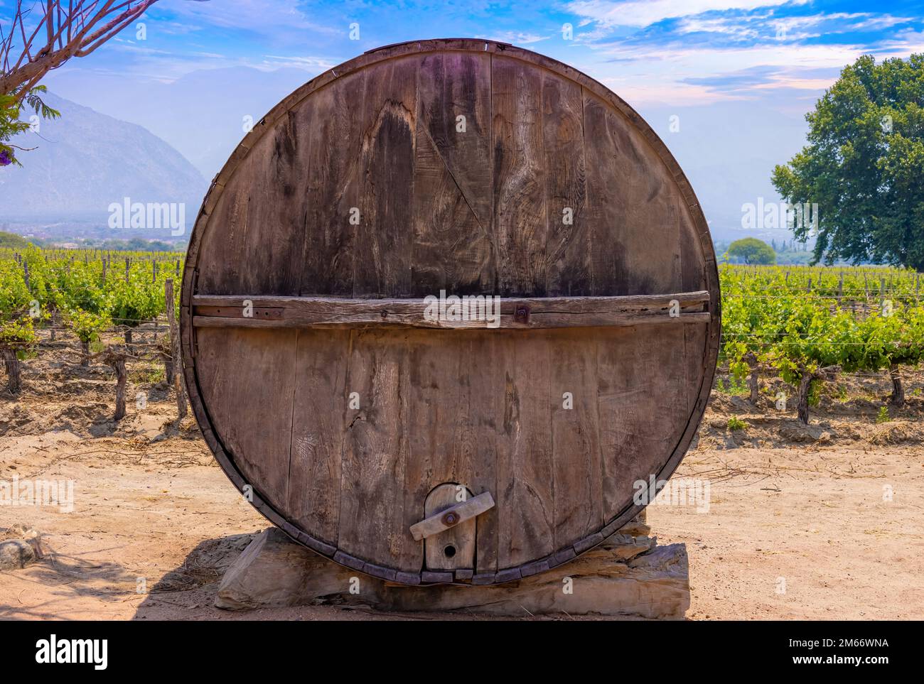 Salta, Cafayate winery fields and grapevines that produce famous ...