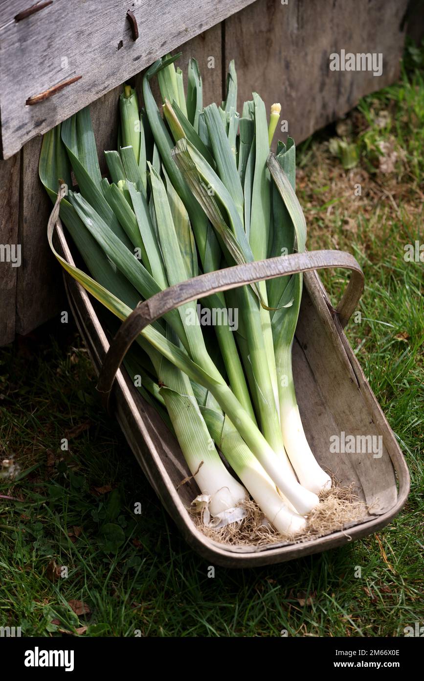 Historic Life Weekend event at the Weald and Downland Museum in ...