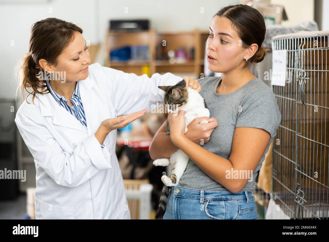Female volunteer of animal shelter showing cat to young girl Stock ...