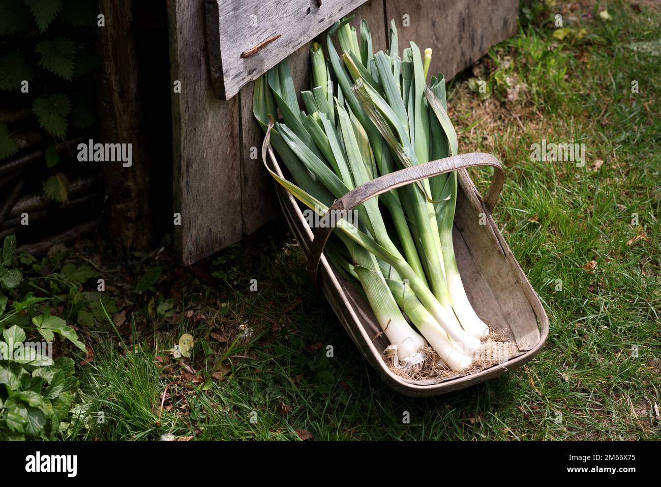 Historic Life Weekend event at the Weald and Downland Museum in ...
