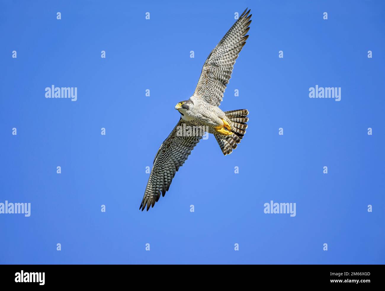 A peregrine falcon flies overhead near Newport, Oregon, on the Oregon ...