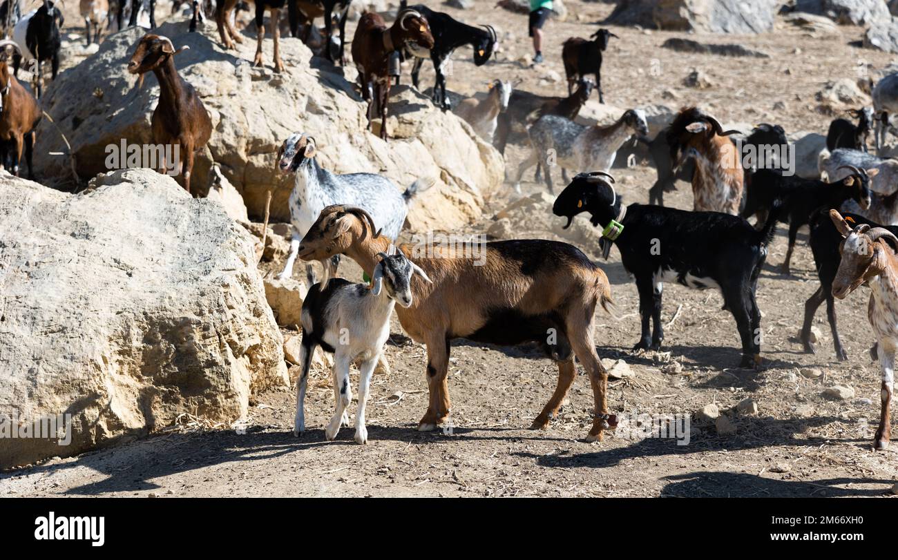 Domestic goats with goatlings grazing in mountainous area Stock Photo ...