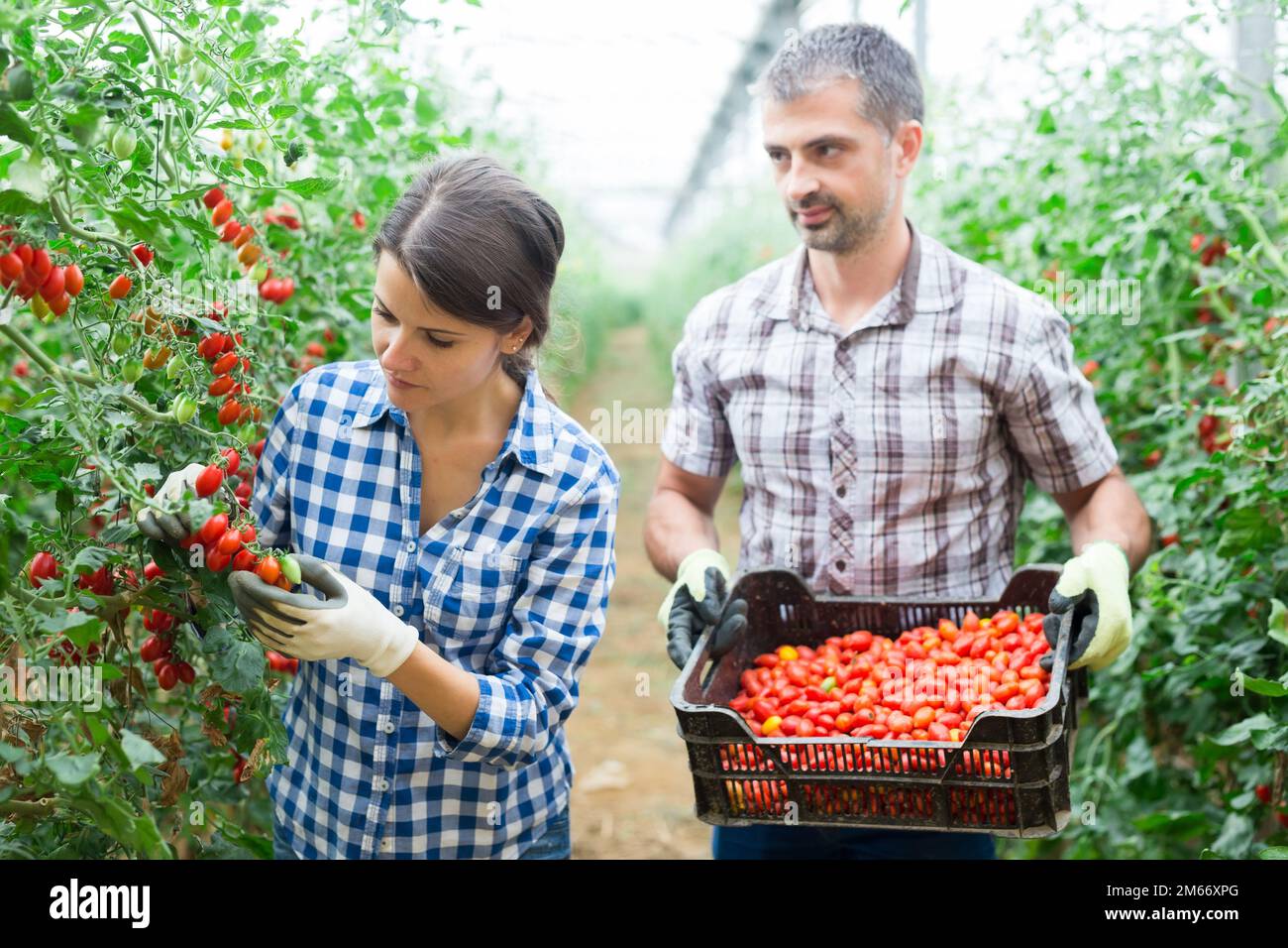 Farm family gathering crop of cherry tomatoes in hothouse Stock Photo ...