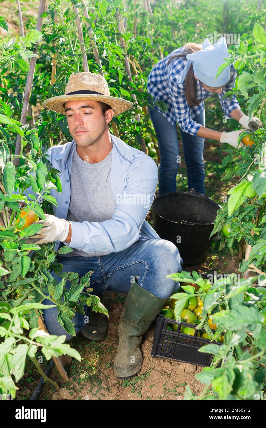 Young man picking underripe tomatoes in small farm garden Stock Photo ...