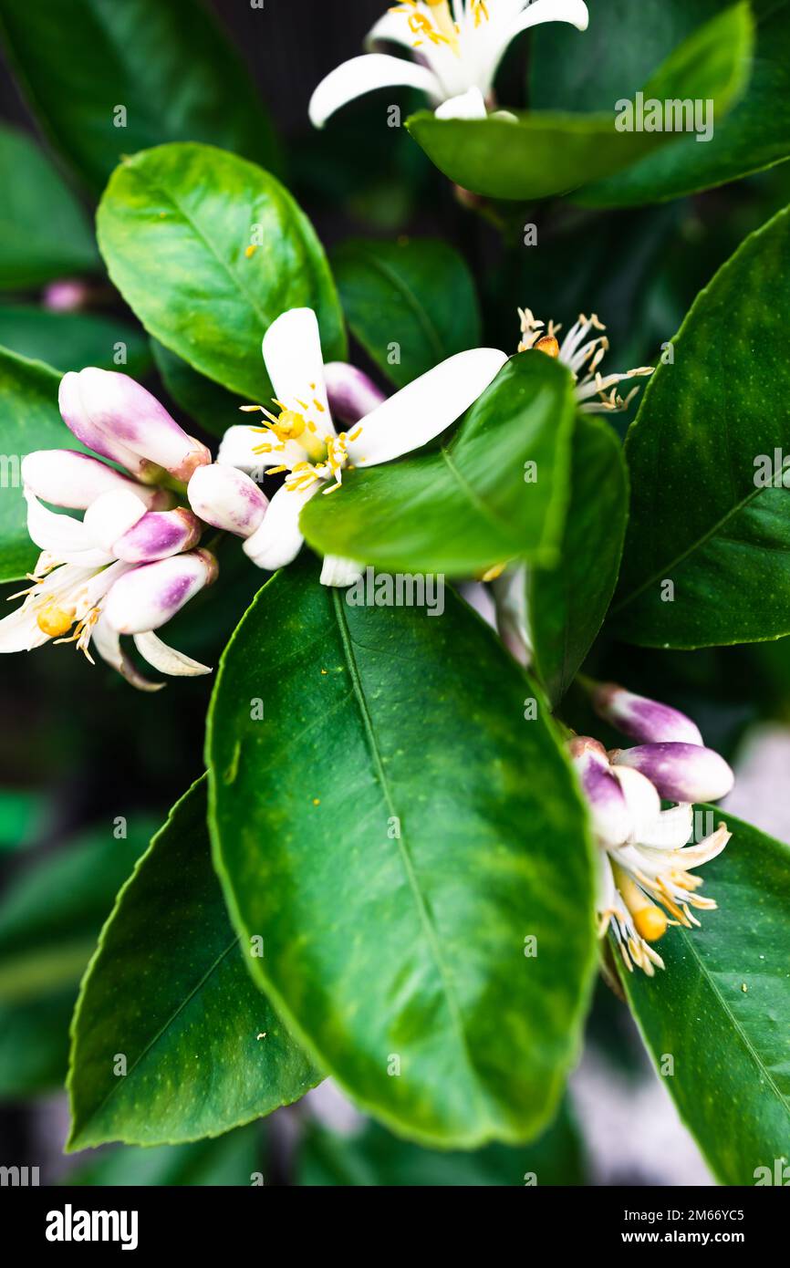 lemon plant with white flower blossoms outdoor in sunny backyard, close ...