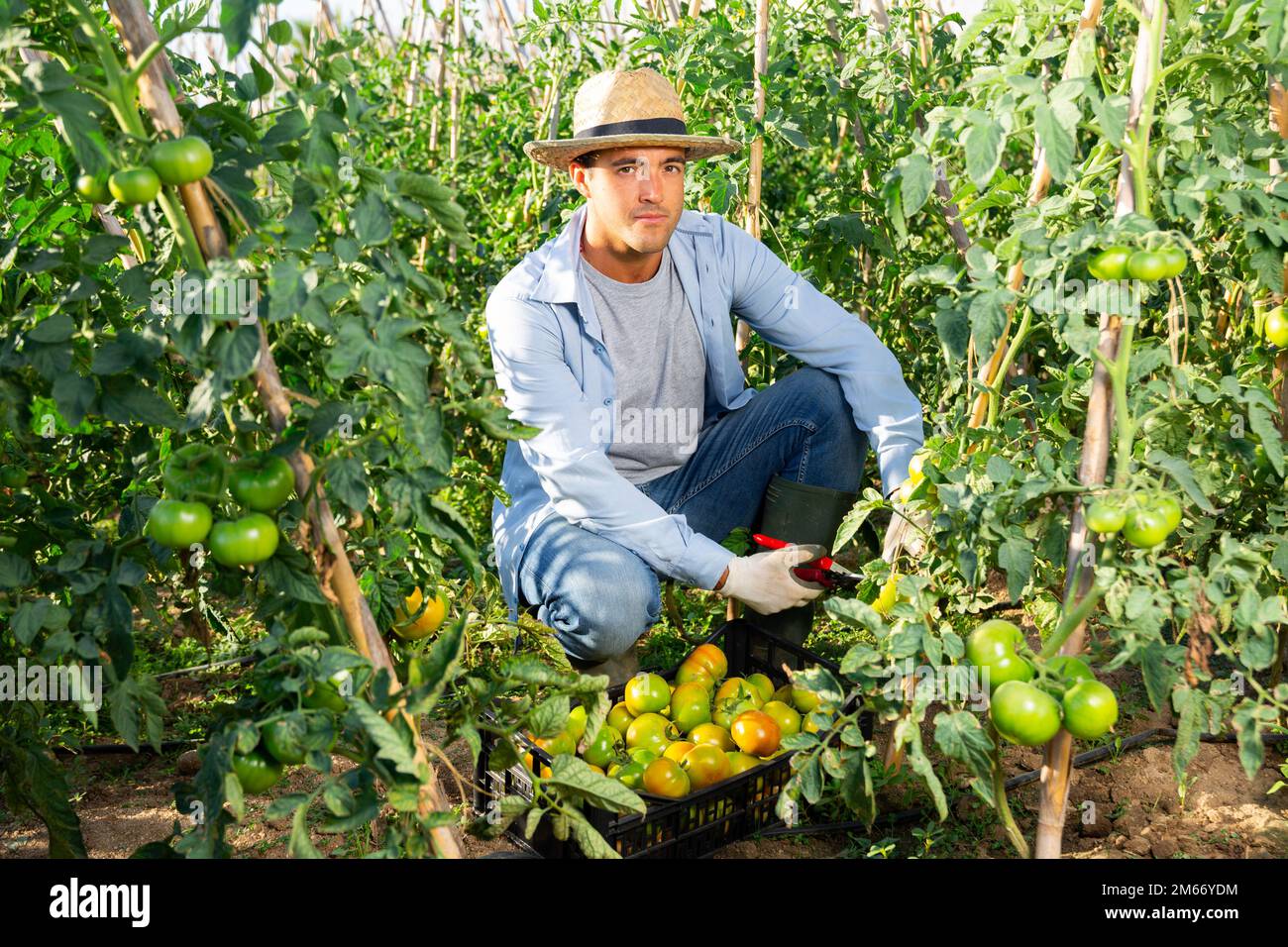 Young man picking underripe tomatoes in small farm garden Stock Photo ...