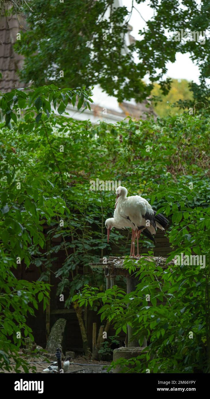 pair of storks in a nest in windy weather. Black and white storks in ...
