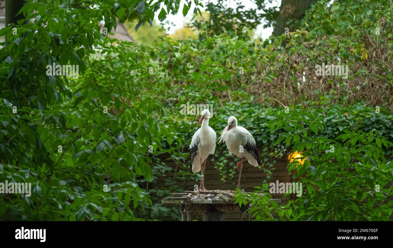 pair of storks in a nest in windy weather. Black and white storks in ...