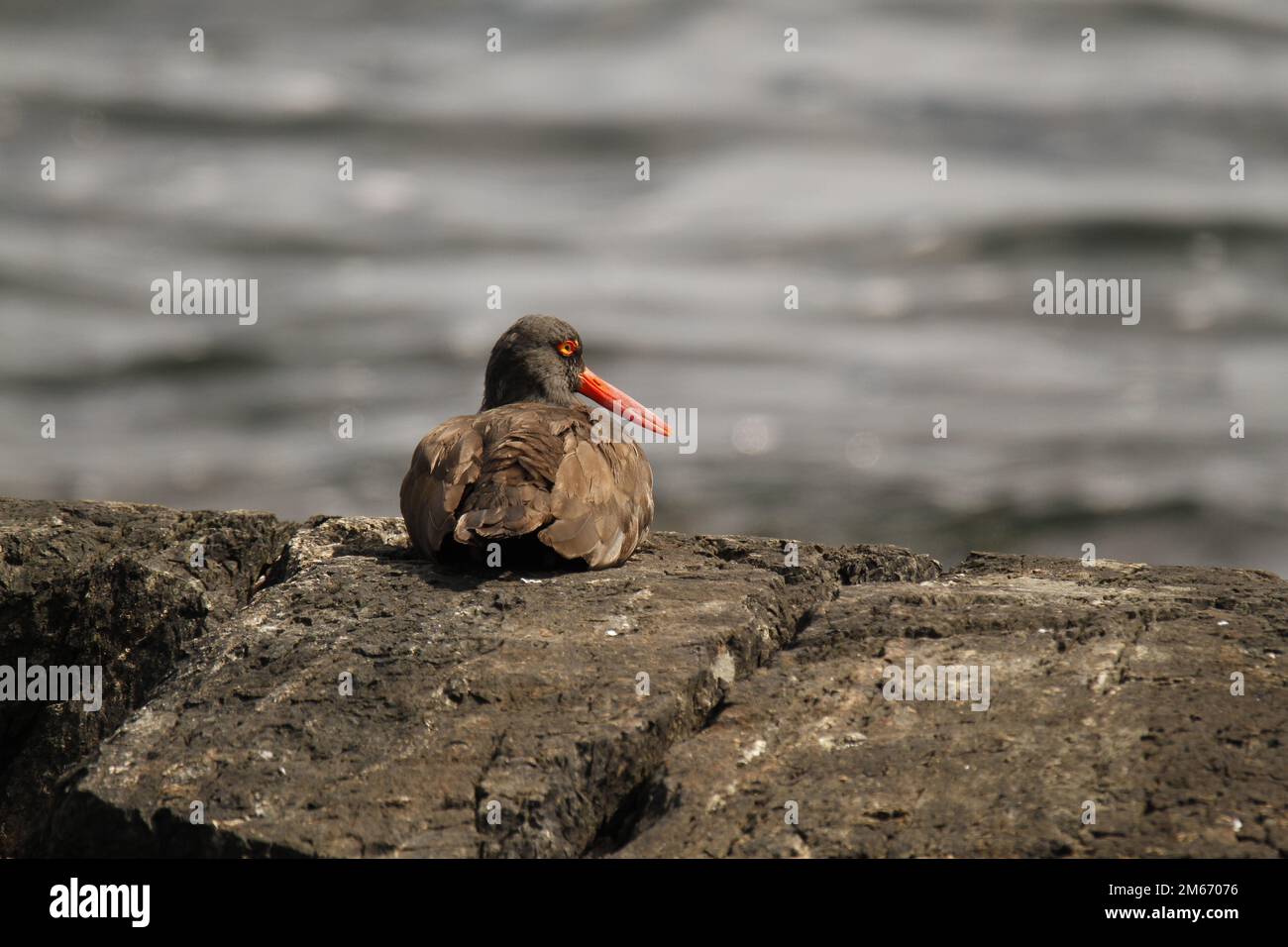 One Black Oystercatcher (Haematopus bachmani) sitting on a rocky shore ...