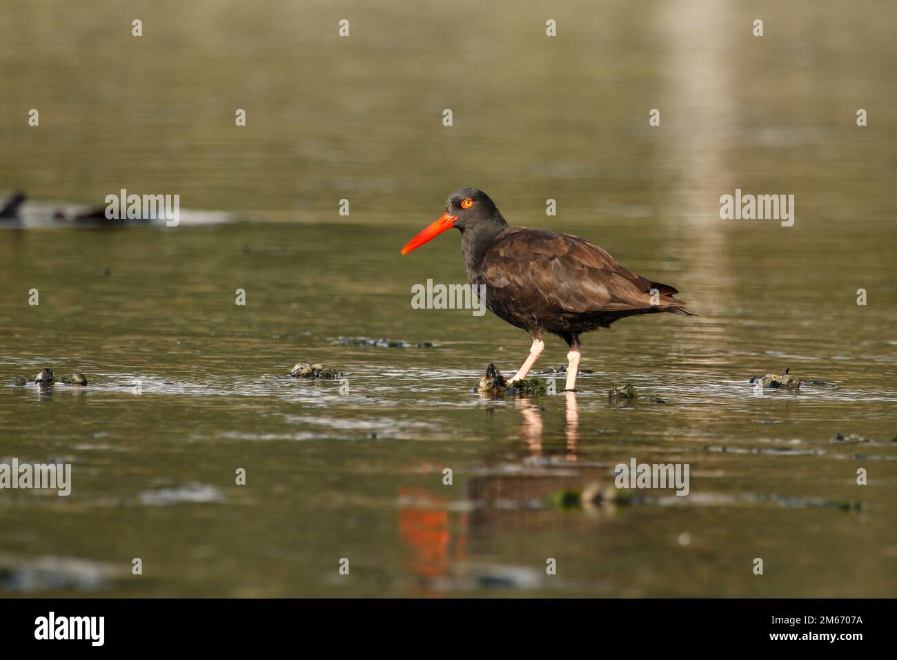A Black Oystercatcher (Haematopus bachmani) walking in shallow water ...