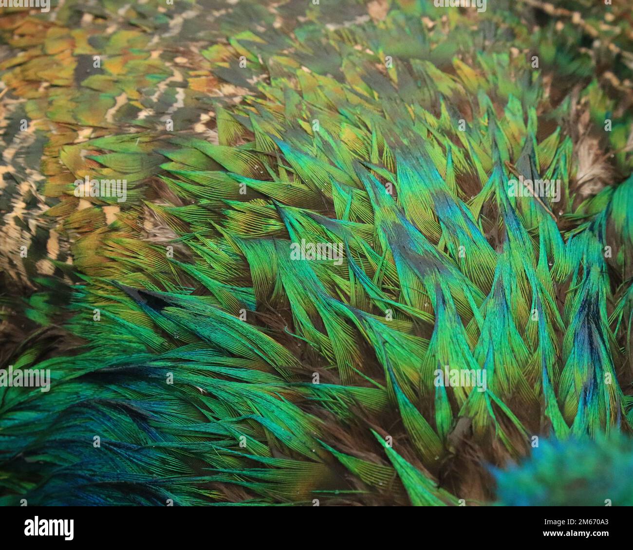 Wet feathers hi-res stock photography and images - Alamy