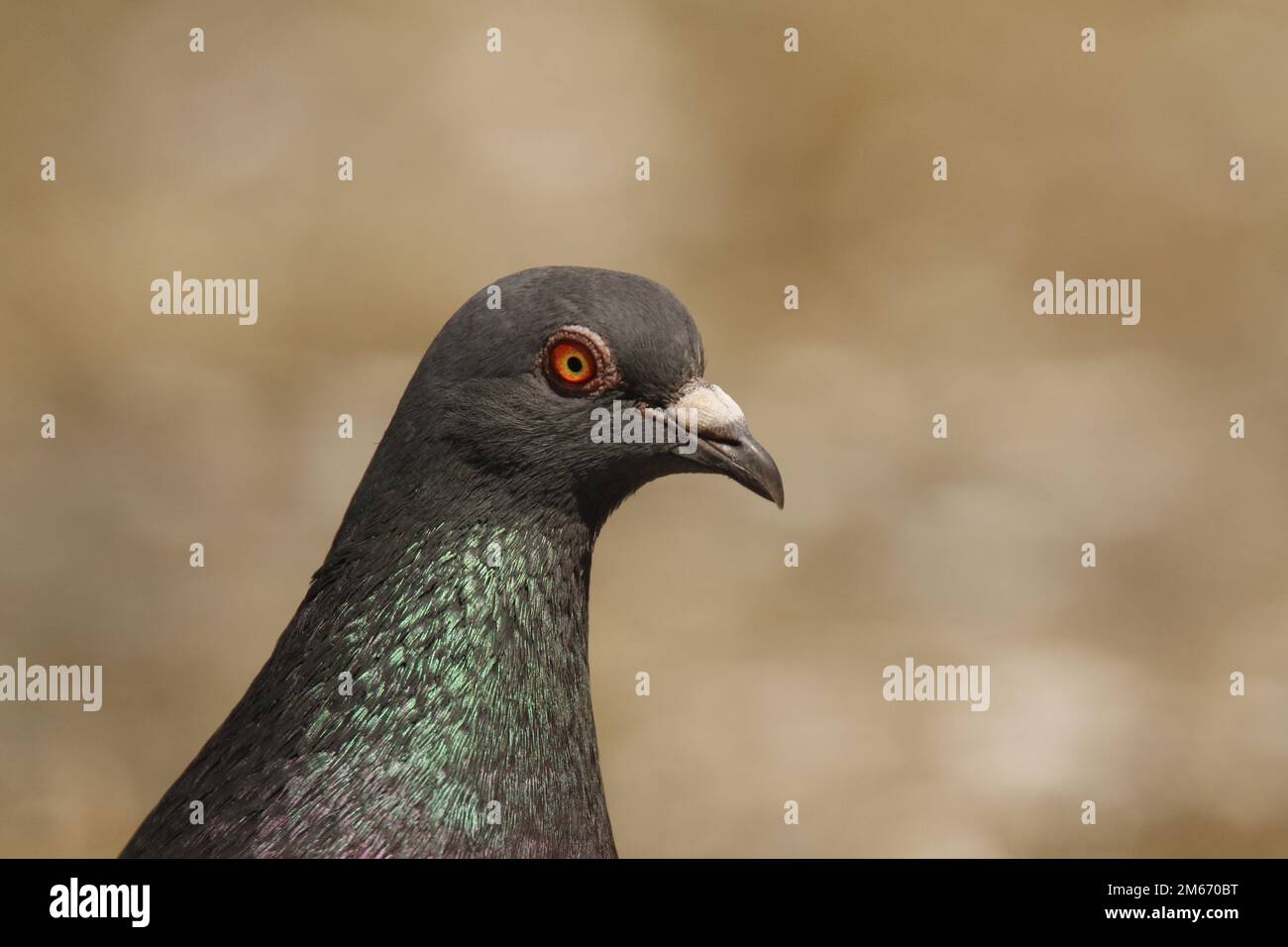 A close-up side profile portrait of a pigeon or rock dove (Columba ...