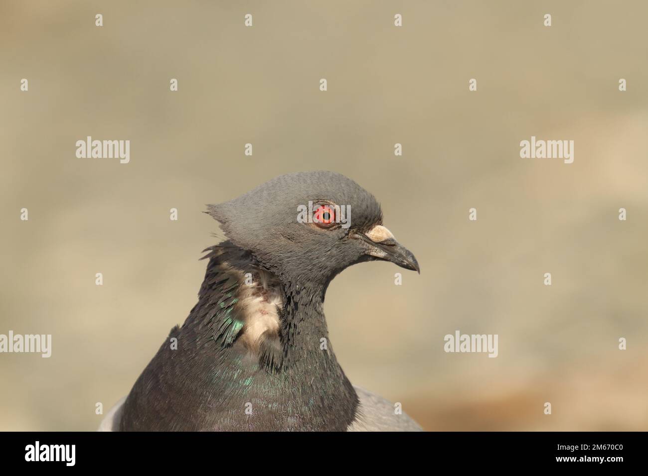 A close-up side profile portrait of a pigeon or rock dove (Columba ...