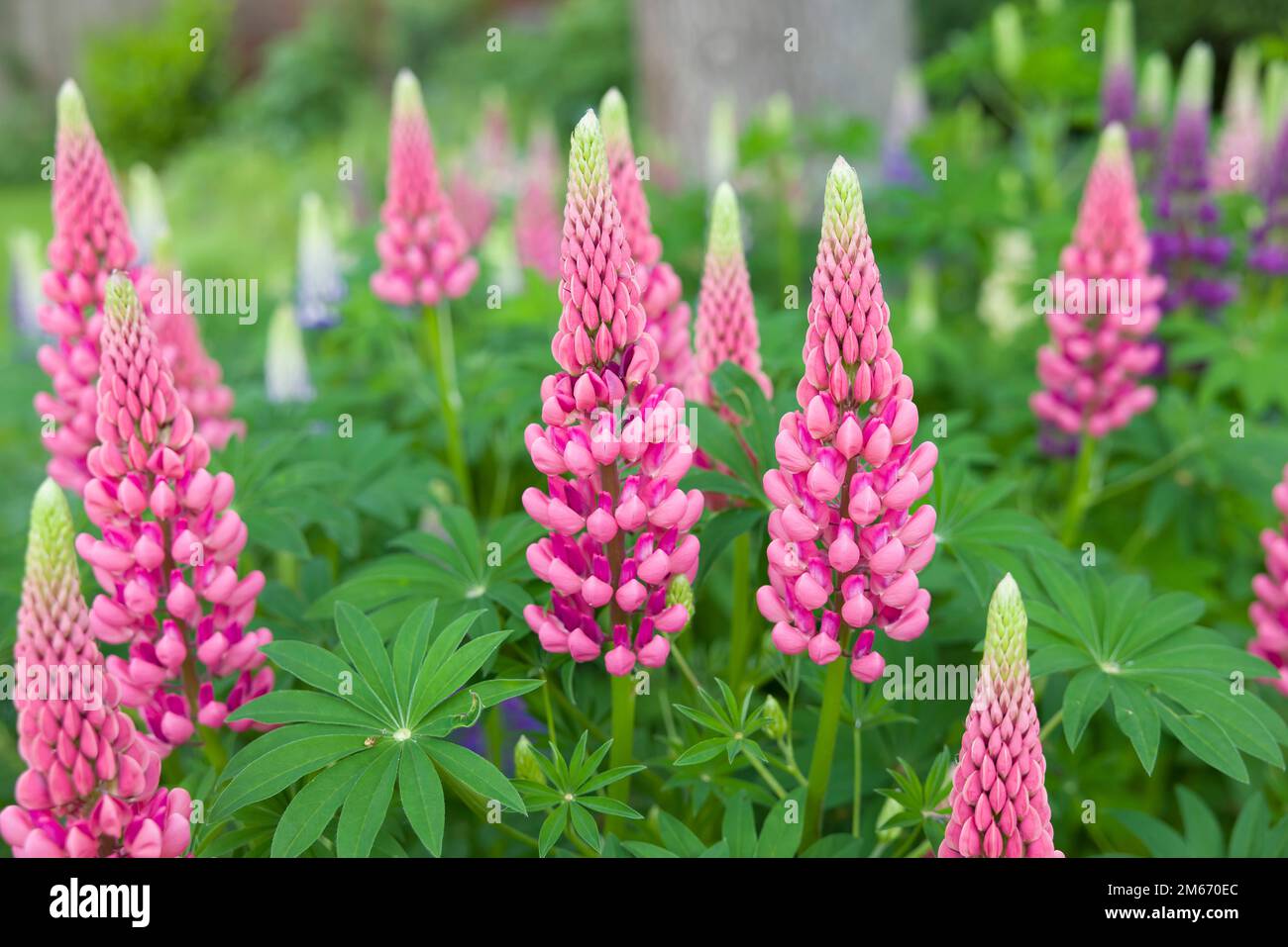 Lupins, lupin plant (lupinus) with pink flowers growing in a back ...