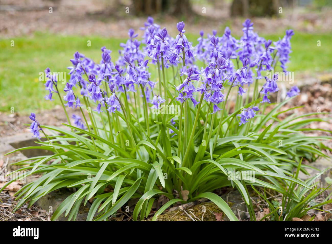 Bluebells plant, Spanish bluebells (hyacinthoides hispanica) in flower ...