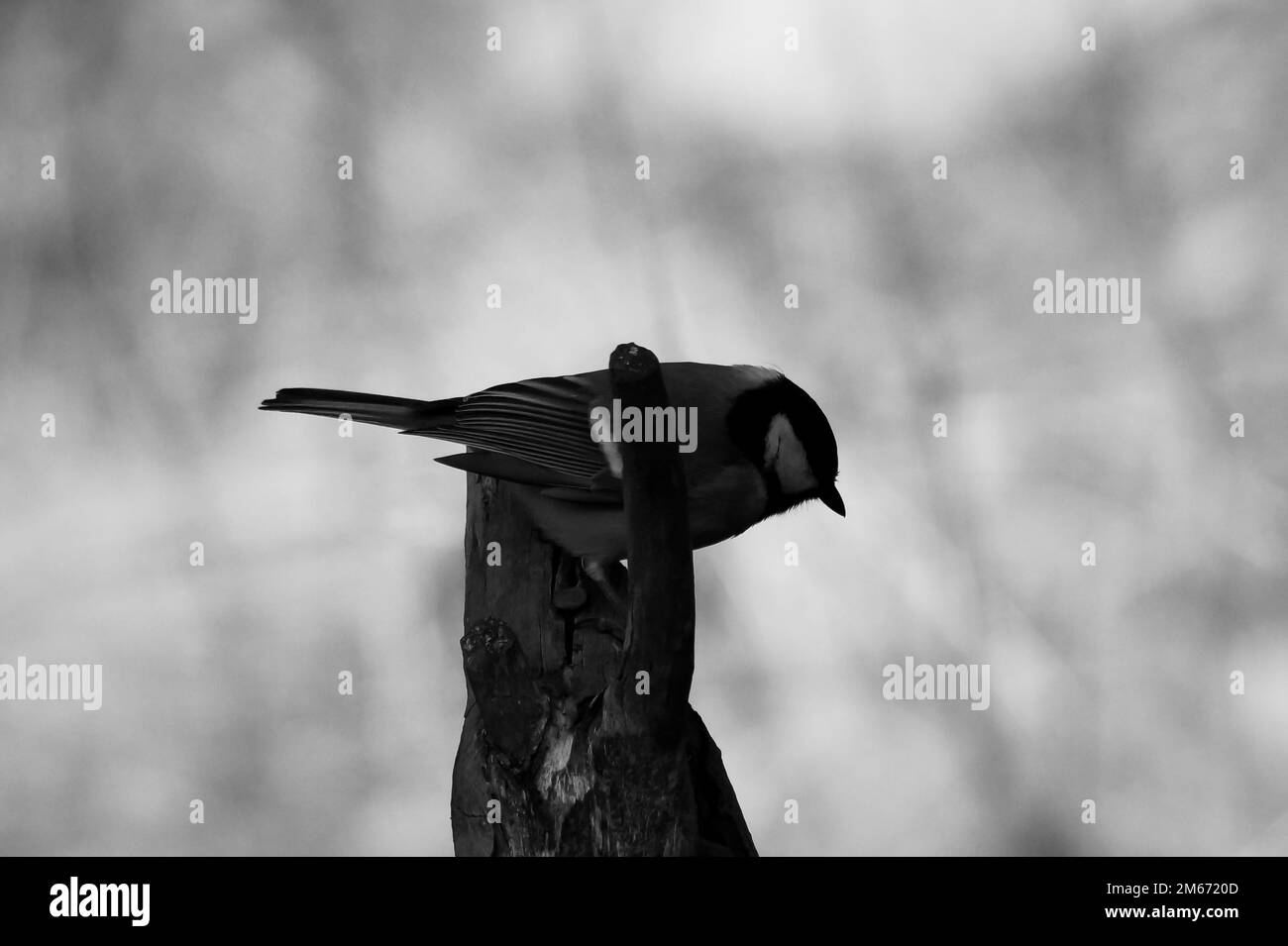 Close up of bird perching on tree Stock Photo - Alamy