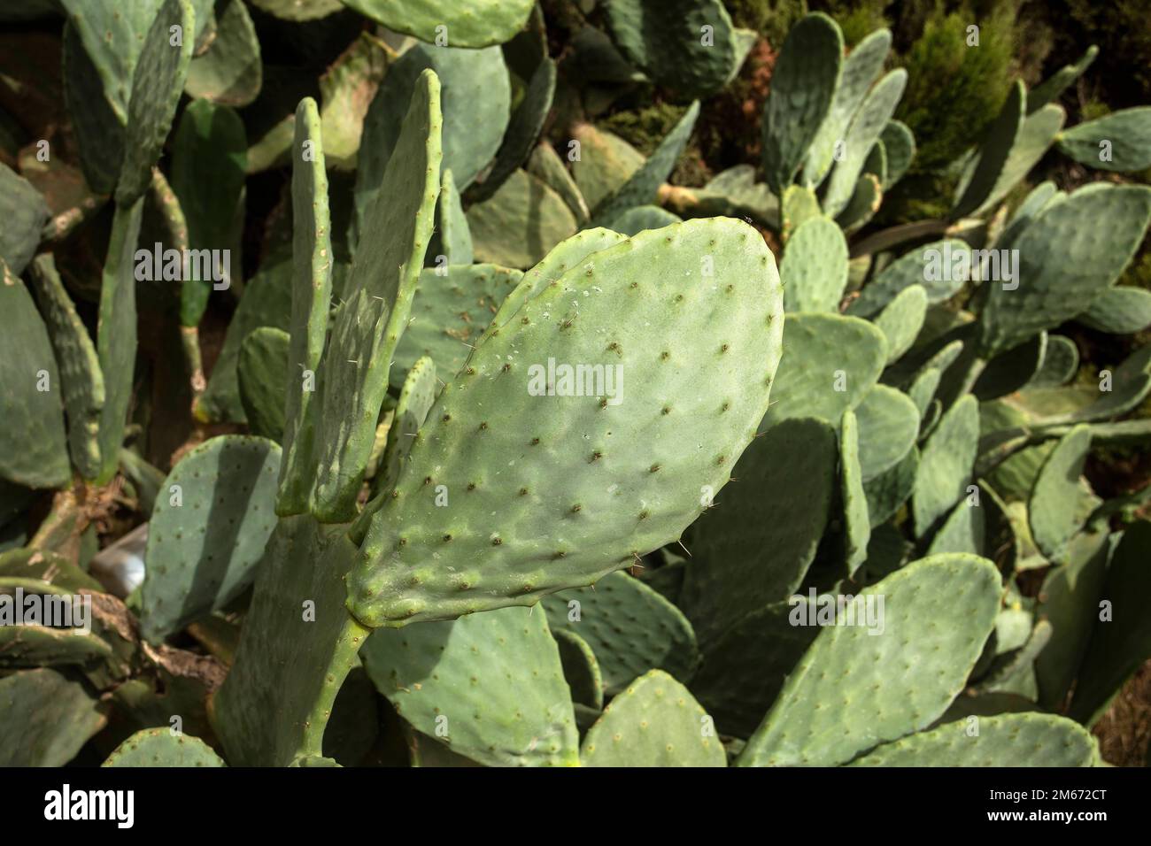 Green cactus leaf - Edible nopal. Healthy food Stock Photo - Alamy