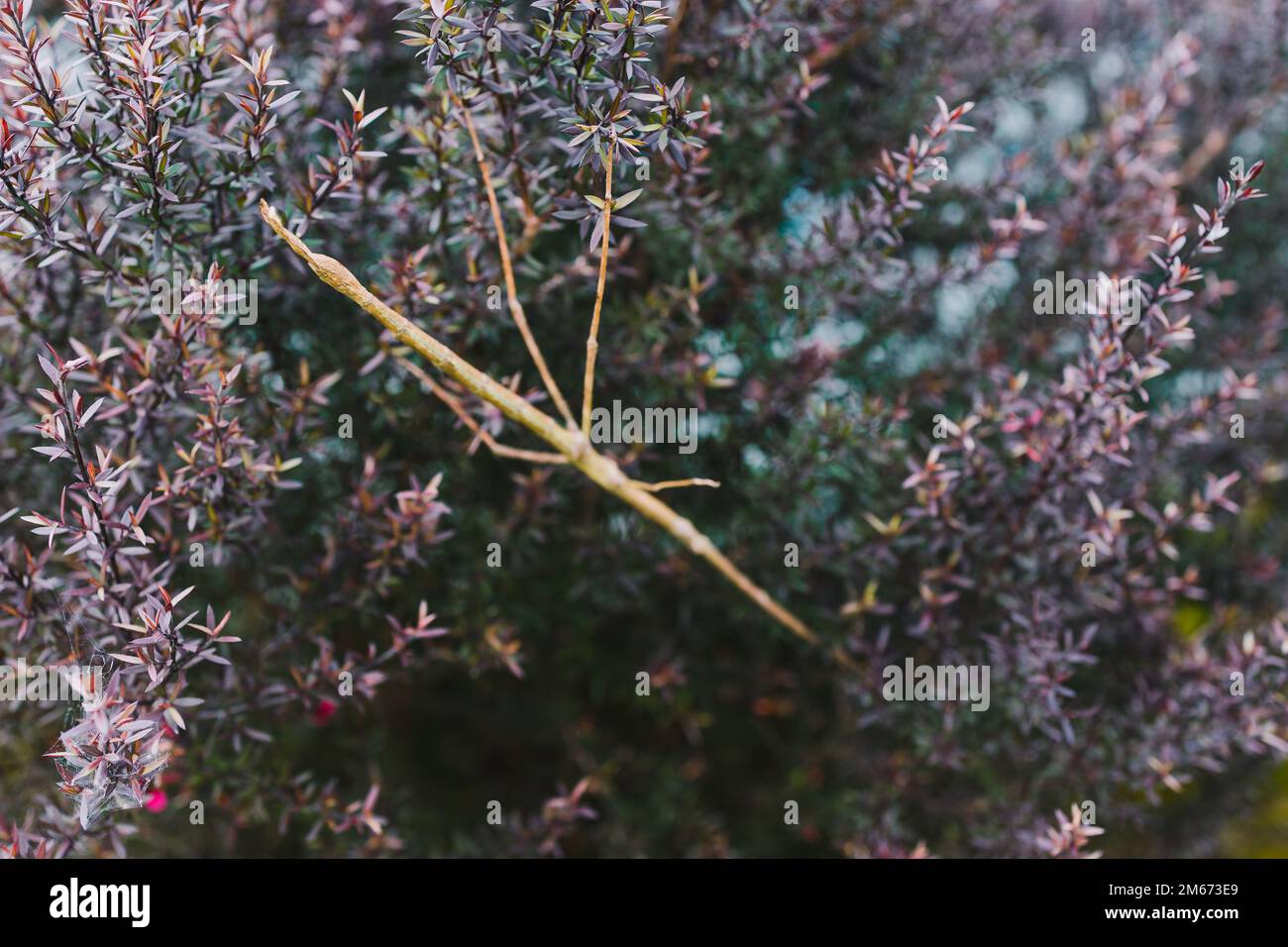 big stick insect getting mimetized on dark tea tree bush shot in a ...