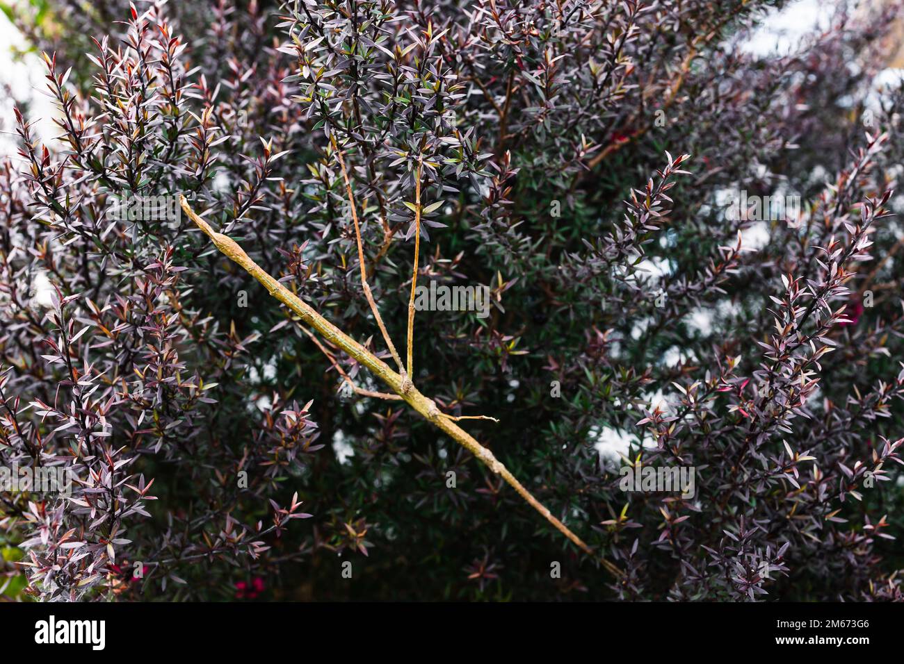 big stick insect getting mimetized on dark tea tree bush shot in a ...
