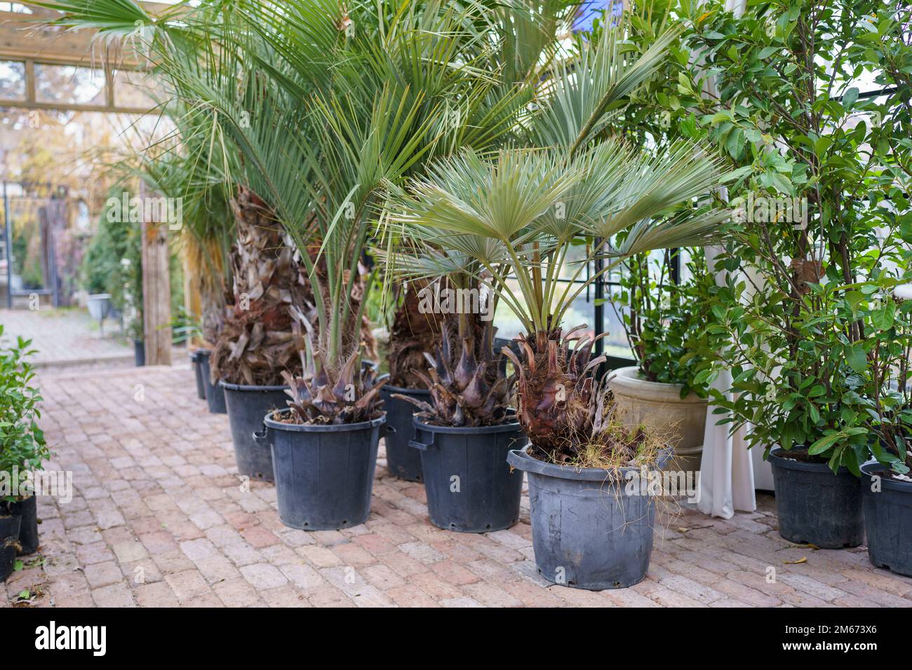 Large tropical exotic evergreen plants growing in flower pots in ...