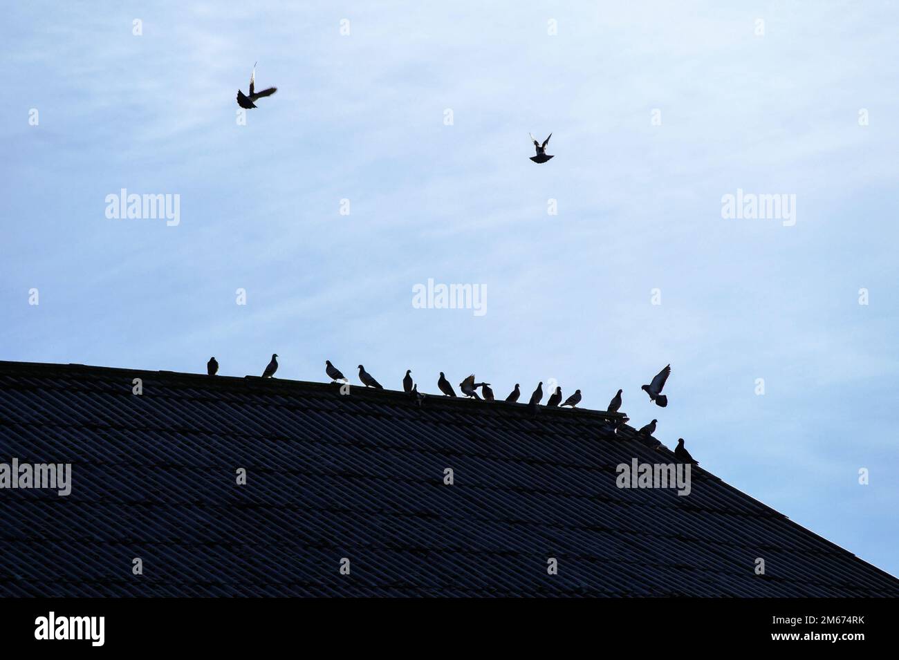 Low flying birds bird house hi-res stock photography and images - Alamy