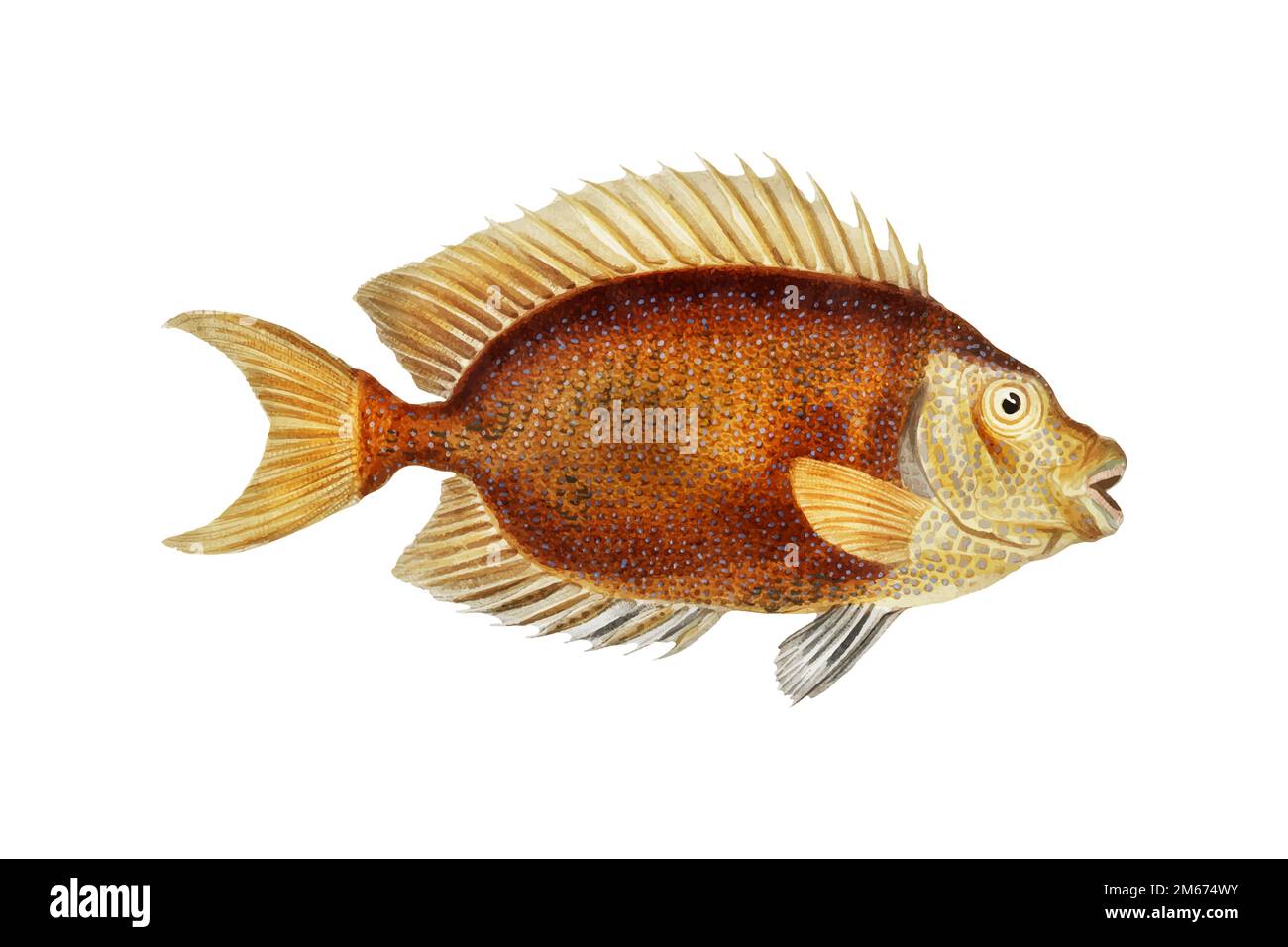 Blue-spotted Spinefoot (Amphacanthus Corallinus) illustrated by Charles ...