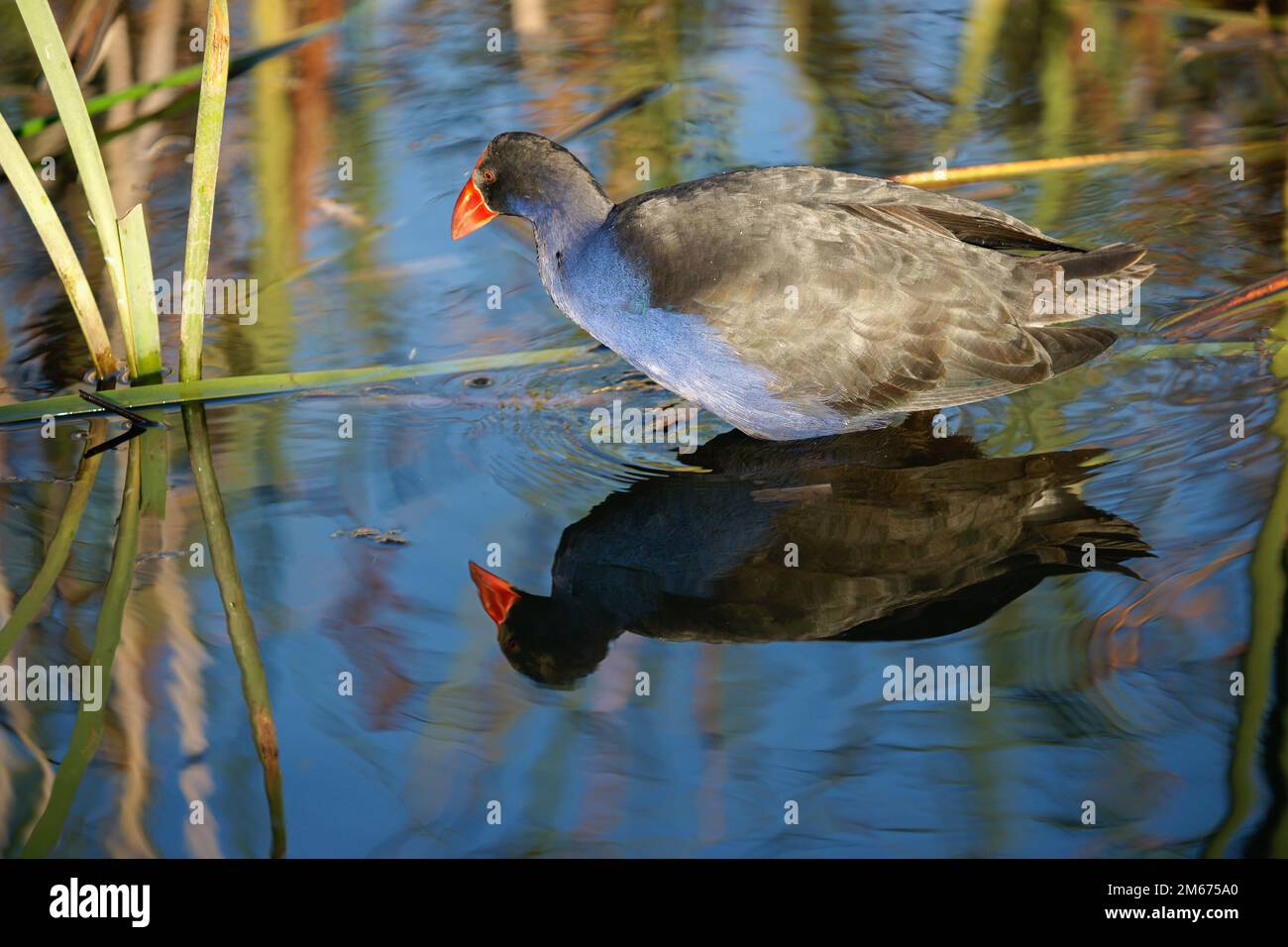 Nz pukeko bird hi-res stock photography and images - Alamy