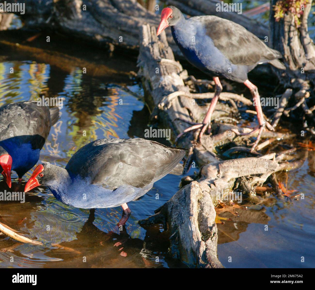 Nz pukeko bird hi-res stock photography and images - Alamy