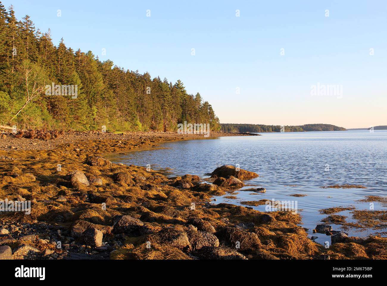 Shoreline at the southern end of Acadia National Park in Maine at dusk ...