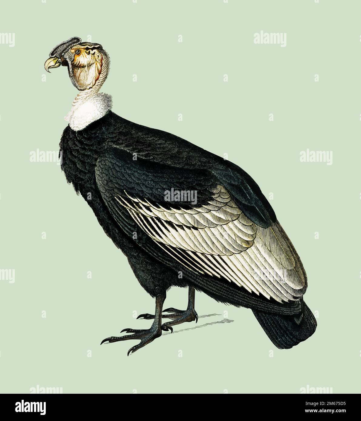 Andean condor (Vultur gryphus) illustrated by Charles Dessalines D ...