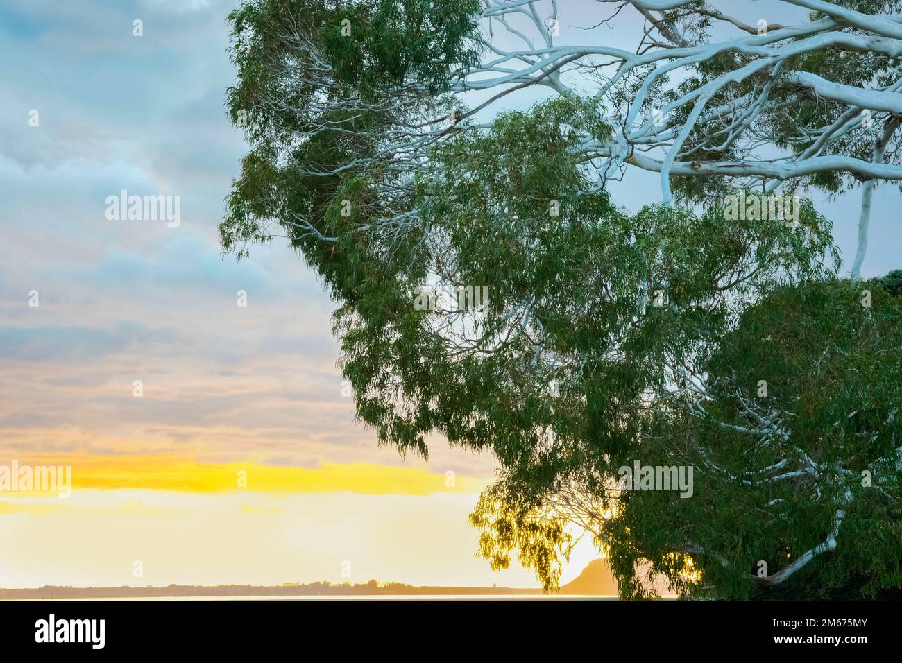 Low tide view across Tauranga Harbour at sunrise with leafy branches of ...