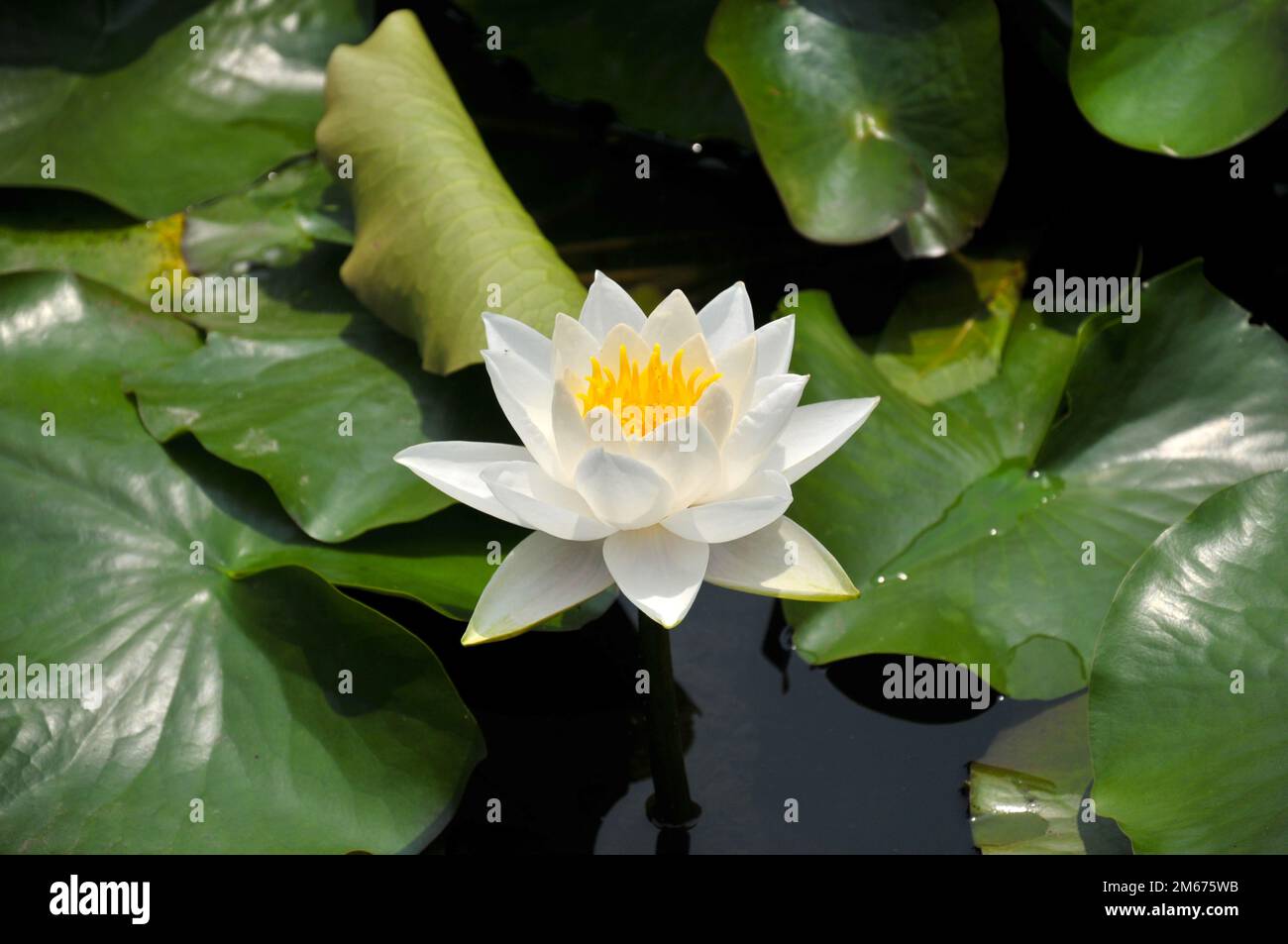 Blossoming lotus flowers in pond Stock Photo - Alamy
