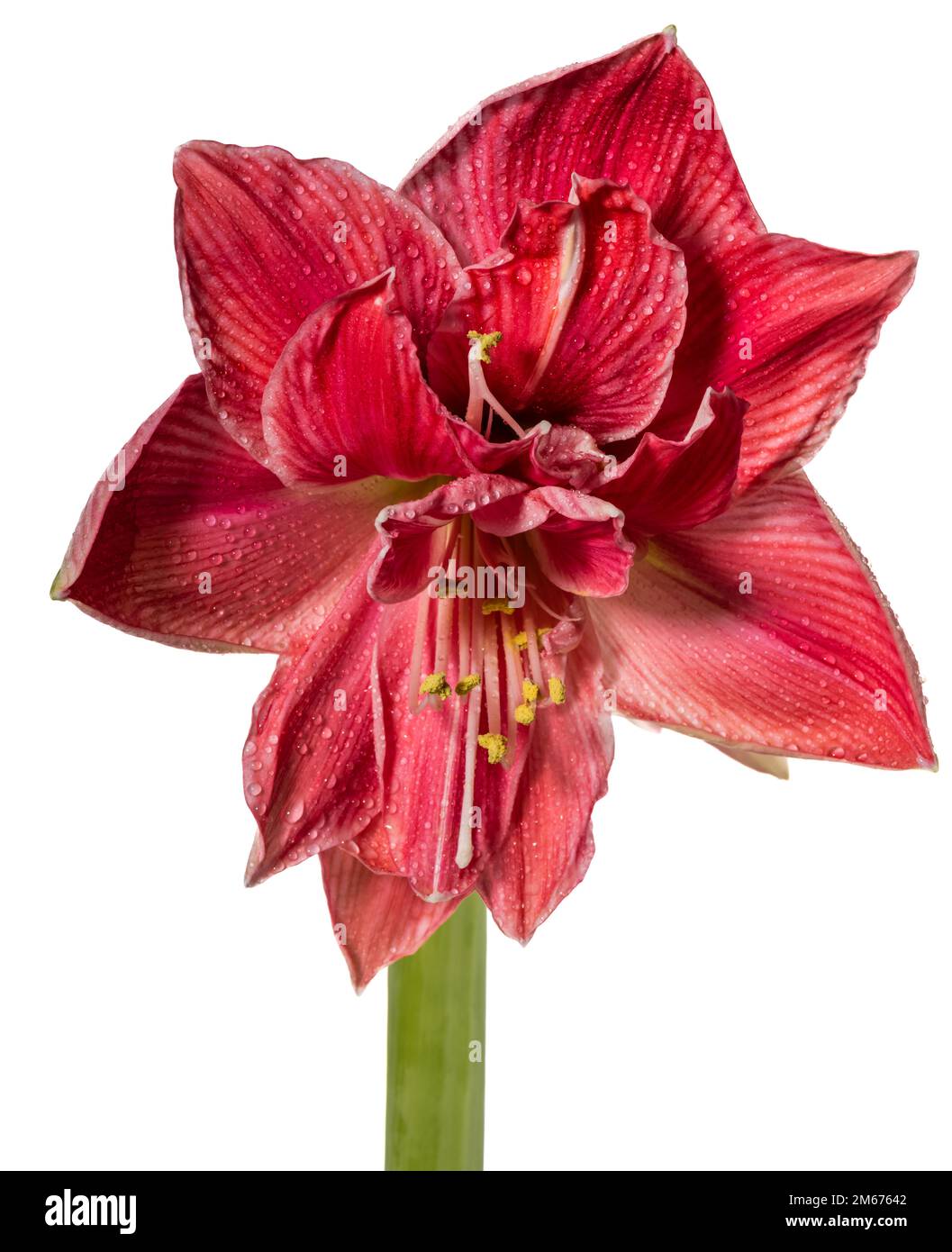 'Sweet Nymph' Hippeastrum, Amaryllis (Hippeastrum x hortorum Stock ...