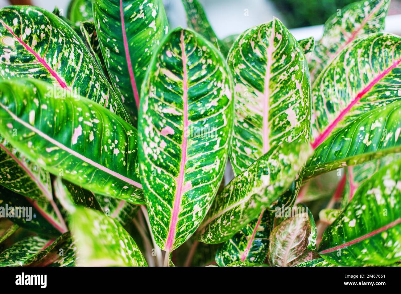Aglaonema leaves Red Sumatra, Pride Sumatra, white pink green pattern ...