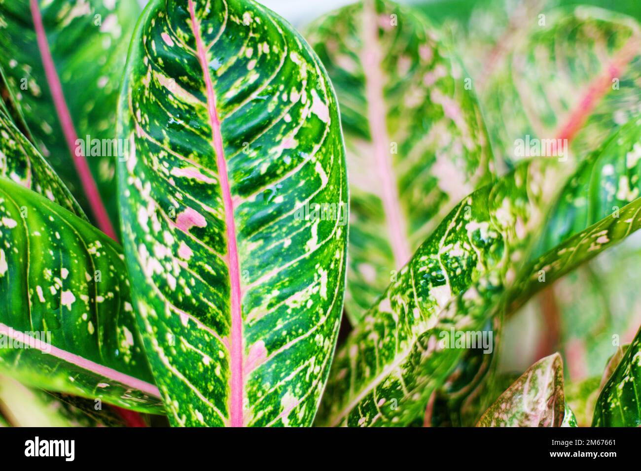 Aglaonema leaves Red Sumatra, Pride Sumatra, white pink green pattern ...