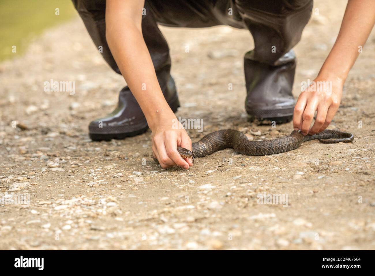 A man holding a northern water snake Stock Photo - Alamy