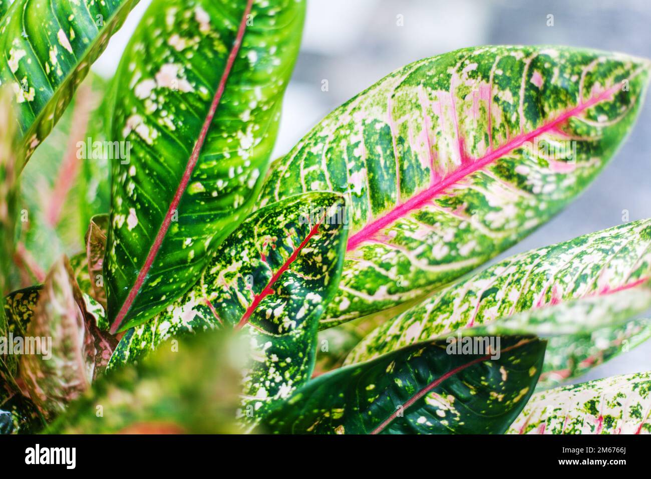 Aglaonema leaves Red Sumatra, Pride Sumatra, white pink green pattern ...