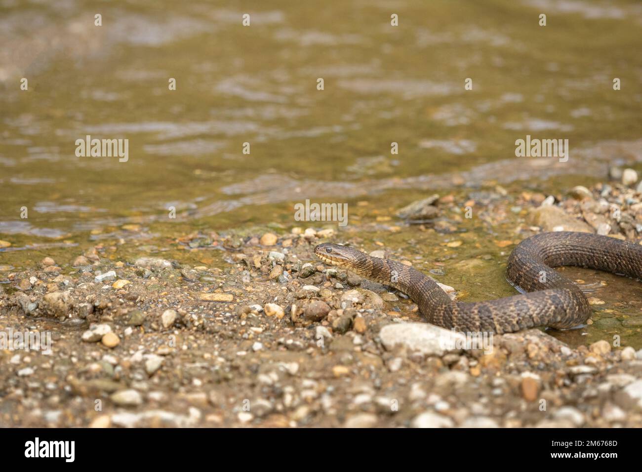 A northern water snake along a river Stock Photo - Alamy