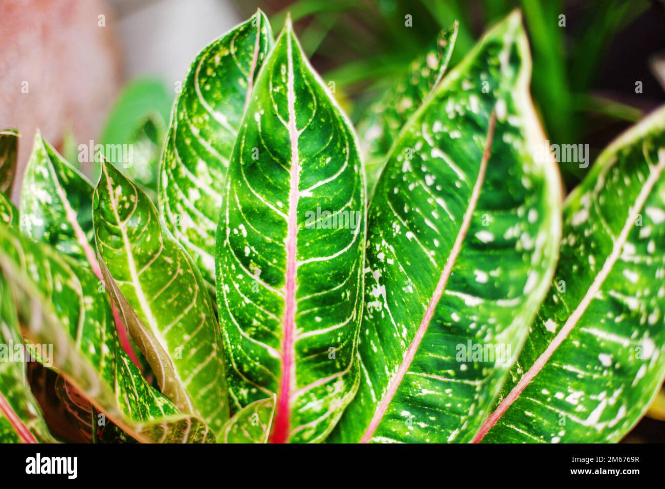 Aglaonema leaves Red Sumatra, Pride Sumatra, white pink green pattern ...
