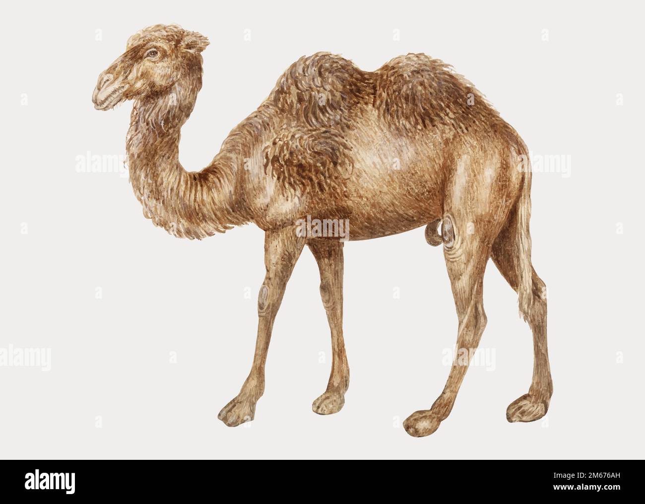 Vintage camel illustration in vector Stock Vector Image & Art - Alamy