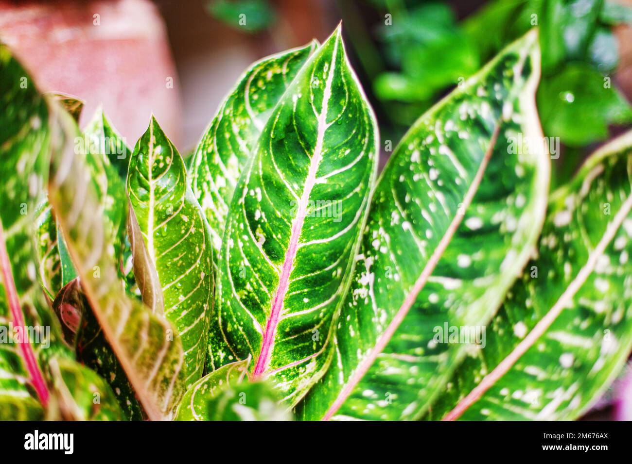 Aglaonema leaves Red Sumatra, Pride Sumatra, white pink green pattern ...