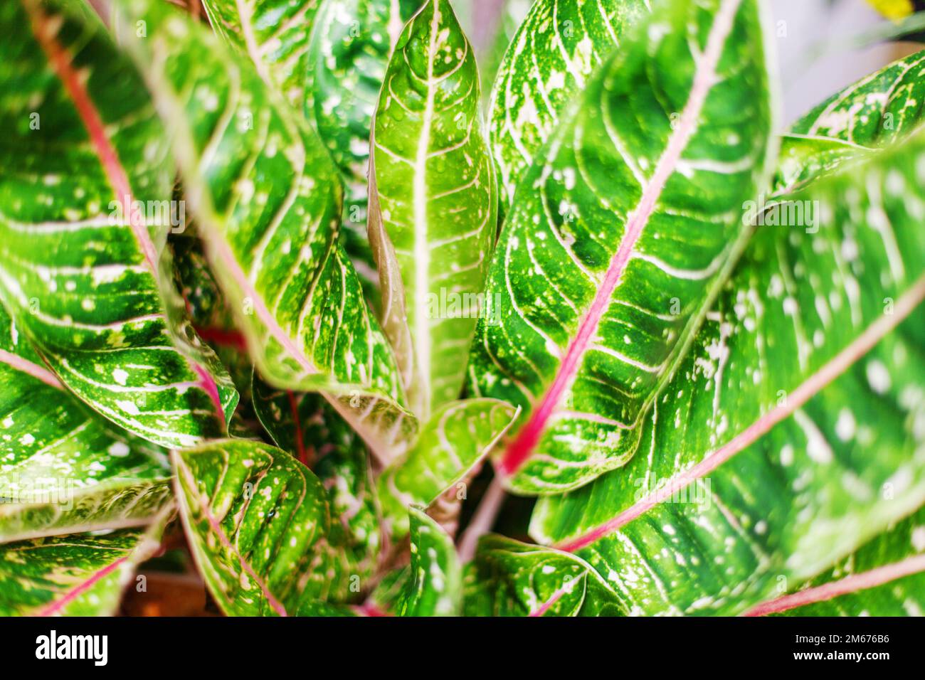 Aglaonema leaves Red Sumatra, Pride Sumatra, white pink green pattern ...